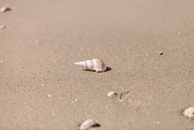 White Tibia Shell Tibia Fusus on the Sand Stock Photo - Image of ...