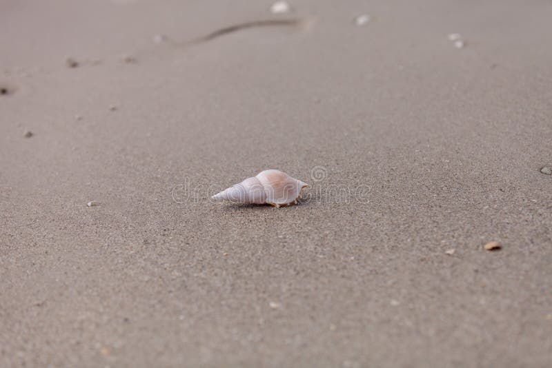 White Tibia Shell Tibia Fusus on the Sand Stock Image - Image of snail ...