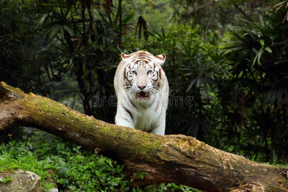 White Tiger stock photo. Image of tiger, cheek, dangerous - 10656264