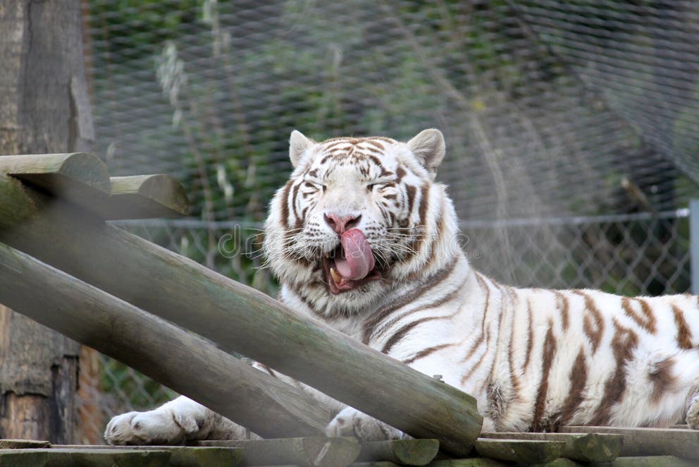 White Tiger stock image. Image of lisbon, captive, tongue - 13669523