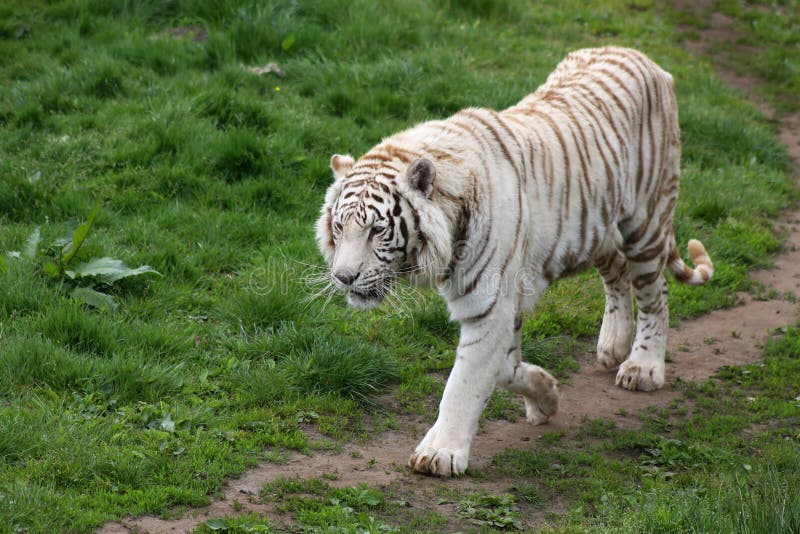 White tiger stock photo. Image of animals, wild, tiger - 14454610