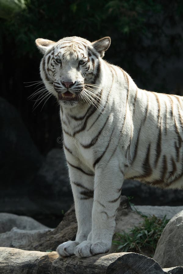 12+ Proud white tiger Free Stock Photos - StockFreeImages