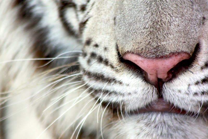 White tiger stock photo. Image of nature, nose, wildlife - 20631096