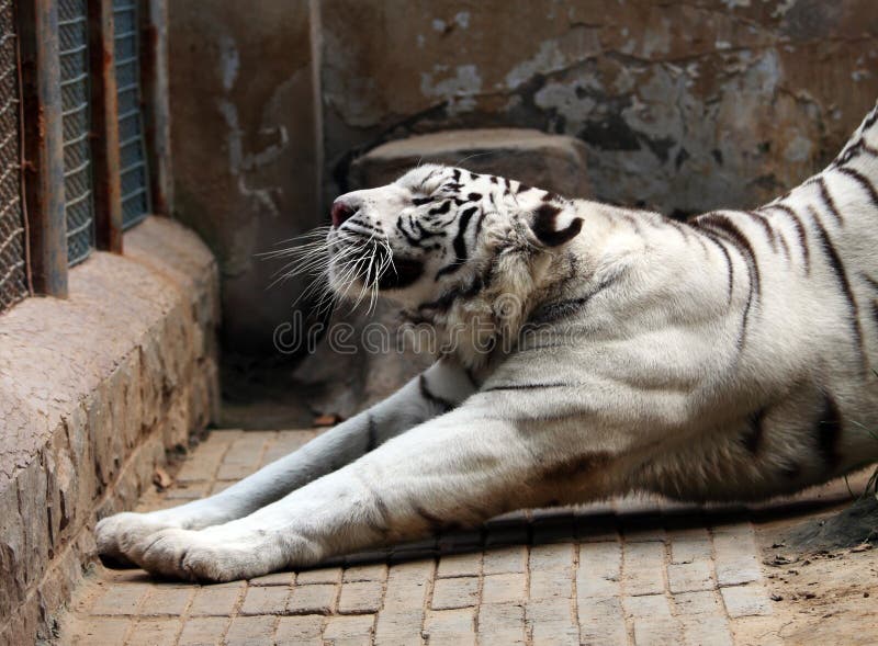 Old tiger stock image. Image of palms, mammal, nature - 27507397
