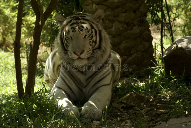 Tiger Skin Picture. Image: 17691077