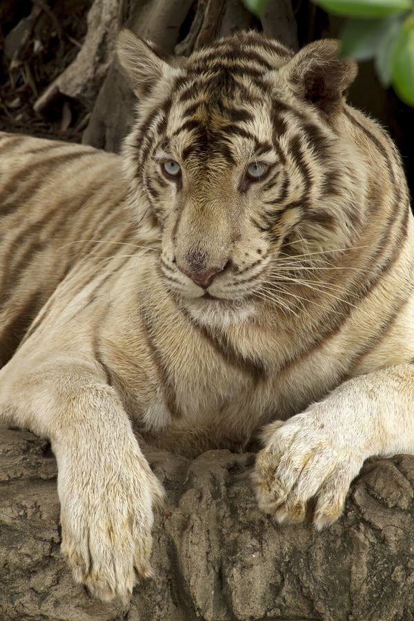White tiger stock photo. Image of siberian, white, majestic - 25519092