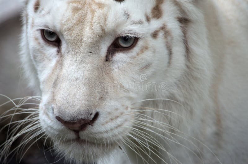Scared baby white tiger stock image. Image of threaten - 13870587