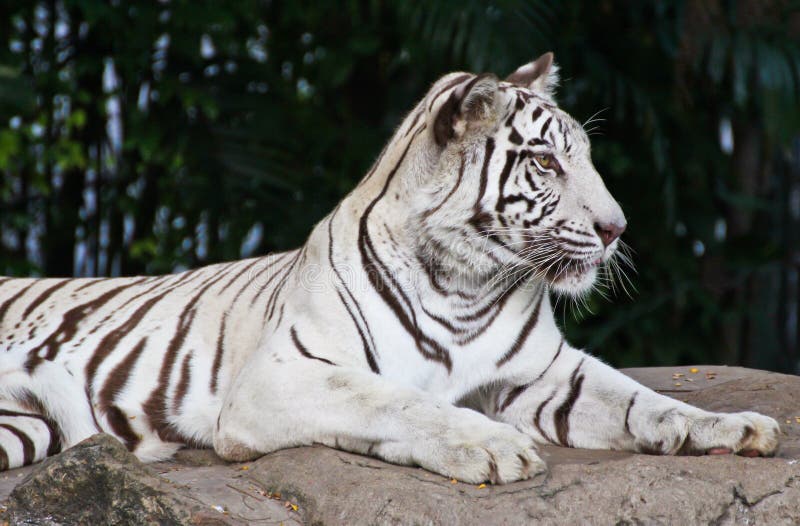 White tiger stock photo. Image of stone, tiger, tree - 28383304