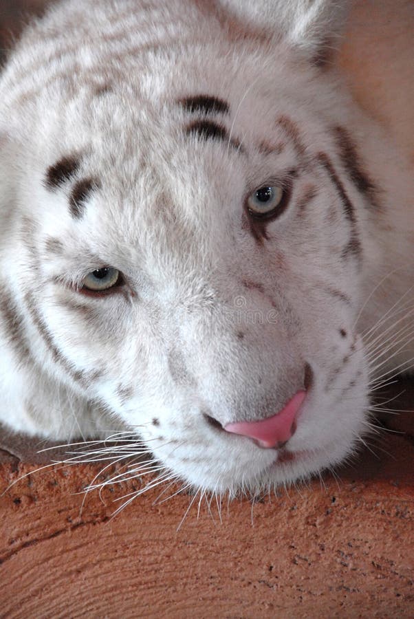 White Tiger stock photo. Image of tiger, stripe, lovely - 3479246