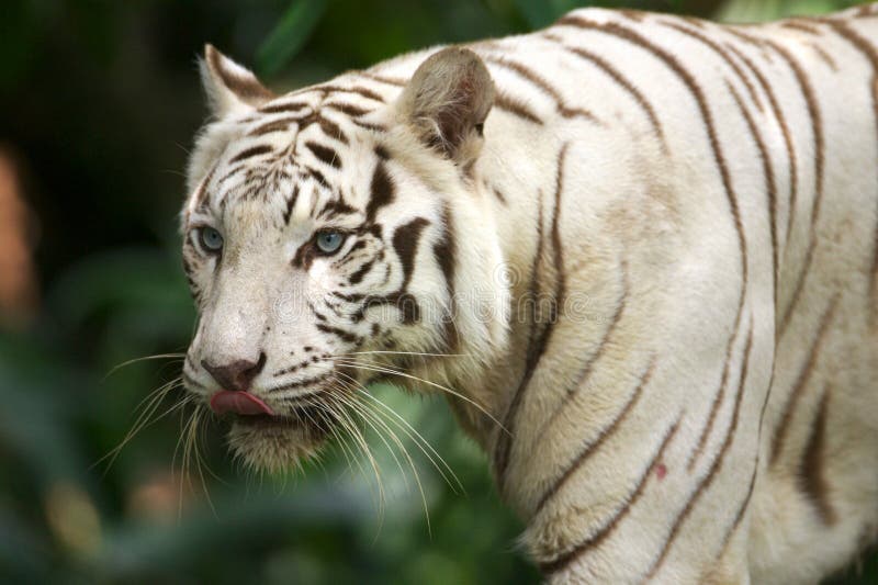 I m waiting stock photo. Image of laying, wildlife, prowling - 129434