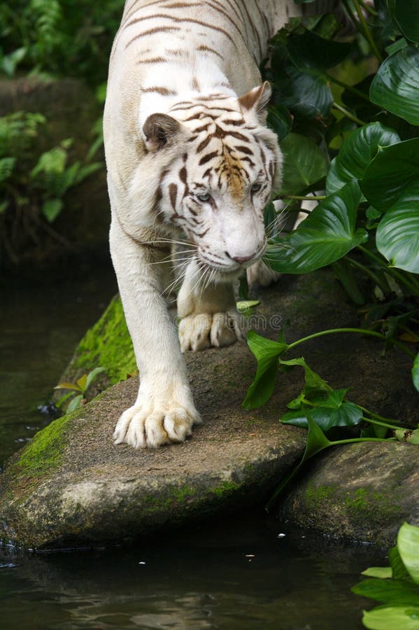 White Tiger stock photo. Image of tigers, stalking, animal - 3746910