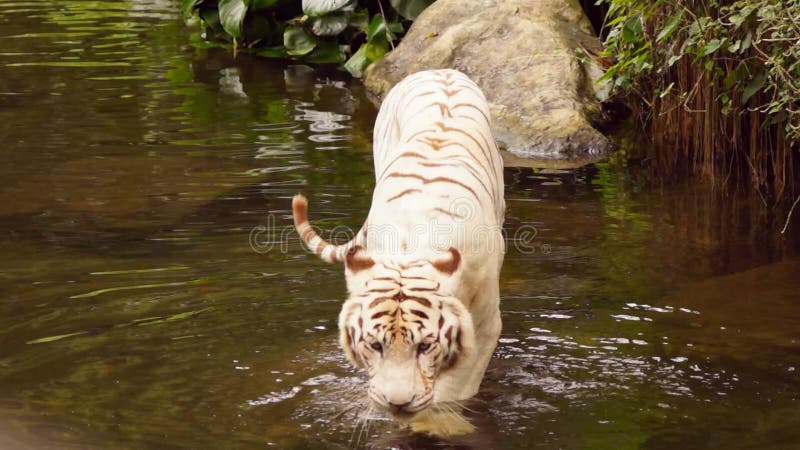 3D White Tiger Big Roar on the Chroma Key with Side View. 4k Animation ...