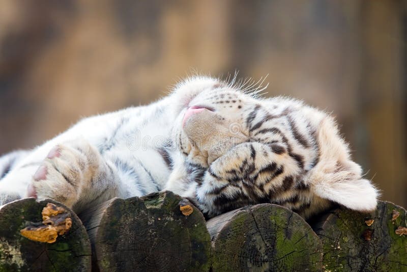 White Tiger Picture. Image: 6564703