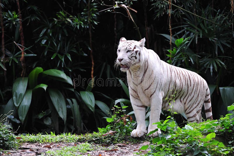White tiger stock photo. Image of mammalia, specie, swon - 7652906
