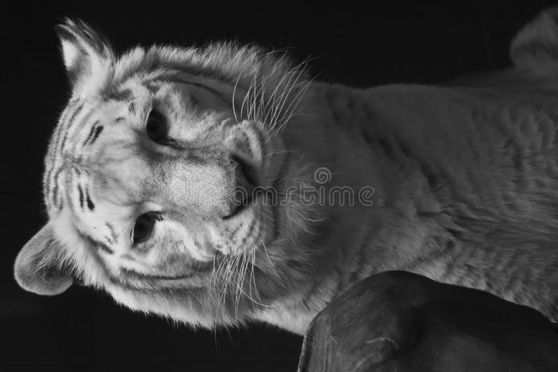 Tiger Skin Picture. Image: 17691077