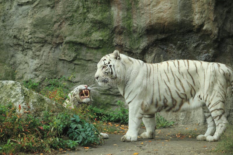 White tiger stock photo. Image of adult, nature, playful - 37663308