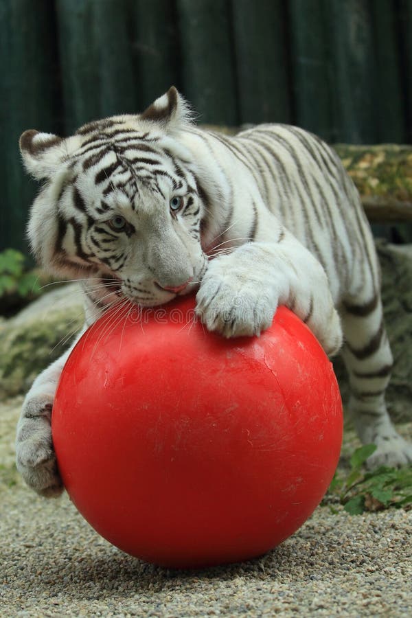 White tiger with ball stock image. Image of tiger, ball - 26638313
