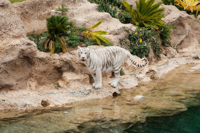 White Tiger, Bengal Tiger - White Bengal Tiger Stock Image - Image of ...