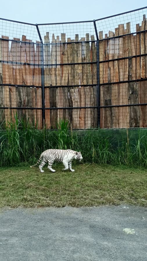 White Tiger Benggala is Very Rare in the World Stock Image - Image of ...