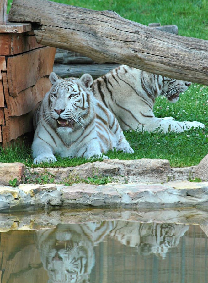 White Tiger stock photo. Image of bengal, wild, funny - 42865868