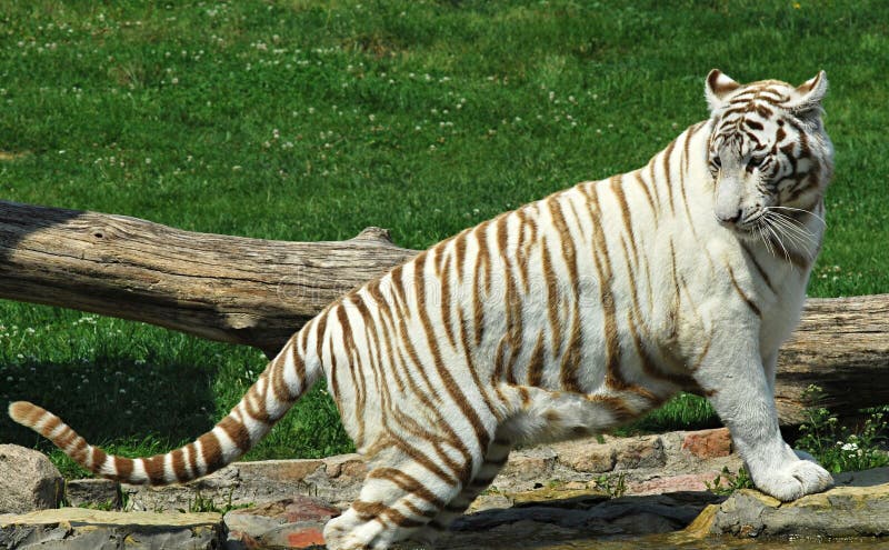 White Tiger stock image. Image of funny, little, tigers - 42866055