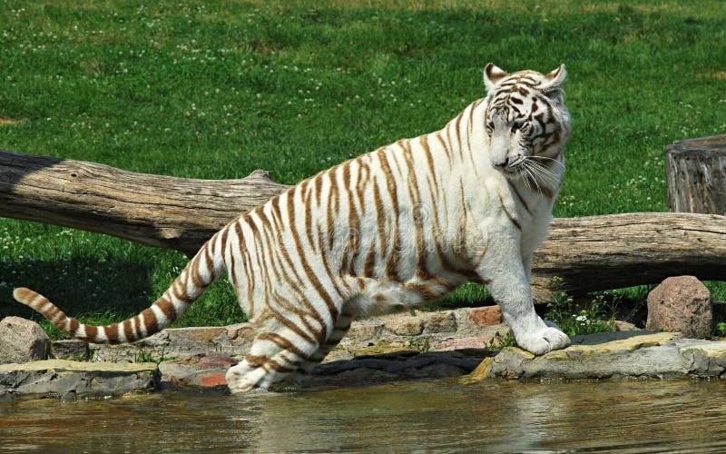 White Tiger stock photo. Image of backyard, kitten, wildlife - 42866442