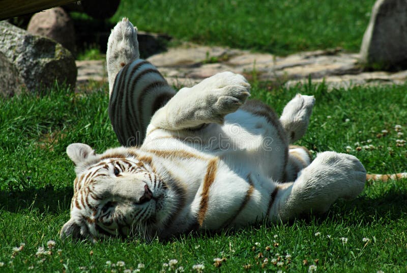 White Tiger stock image. Image of white, relax, little - 42866507