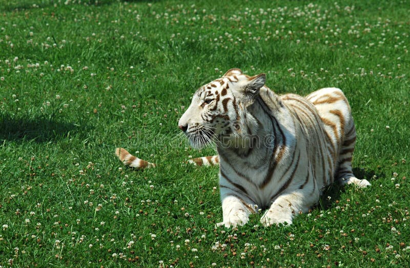 White Tiger stock photo. Image of backyard, white, relax - 42866932