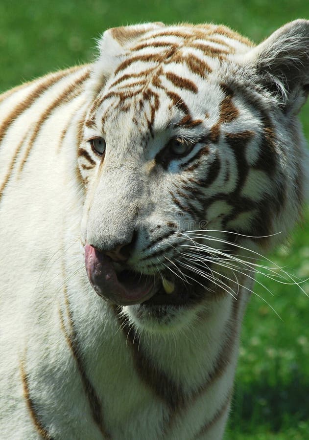 White Tiger stock photo. Image of tigers, gene, water - 42867082