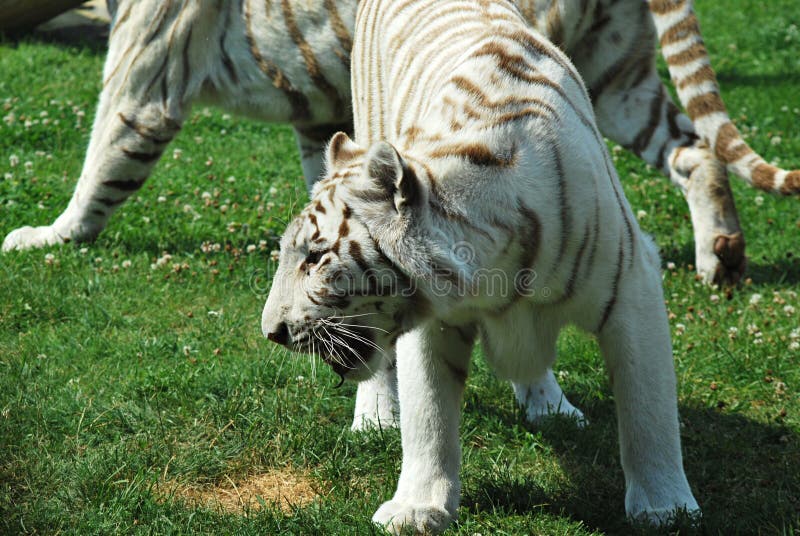 White Tiger stock image. Image of cats, relax, bengal - 42867091