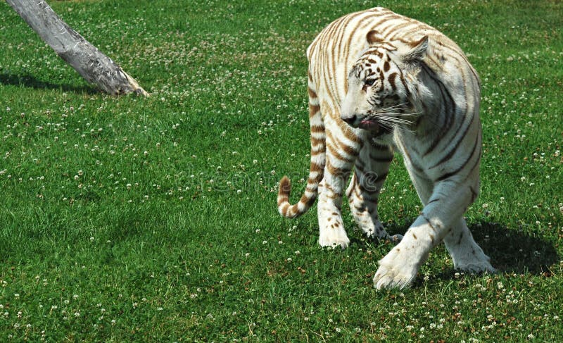 White Tiger stock photo. Image of wild, life, backyard - 42867104
