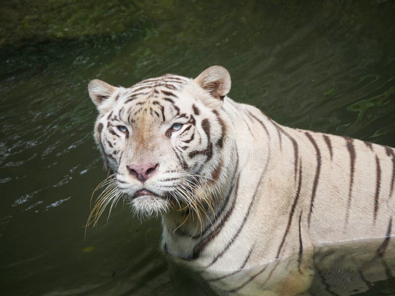 White Tiger or Bleached Tiger Stock Photo - Image of portrait, mammal ...