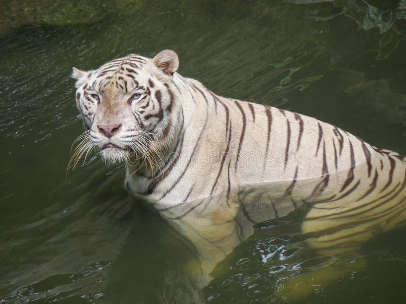 White Tiger or Bleached Tiger Stock Photo - Image of asia, nose: 248057340