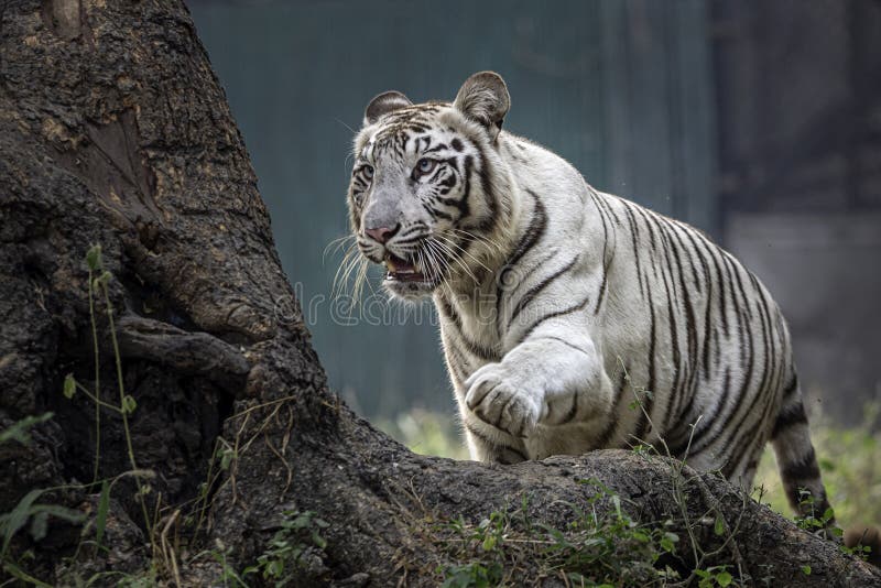 White Tiger Climbing a Tree. Stock Photo - Image of siberian ...