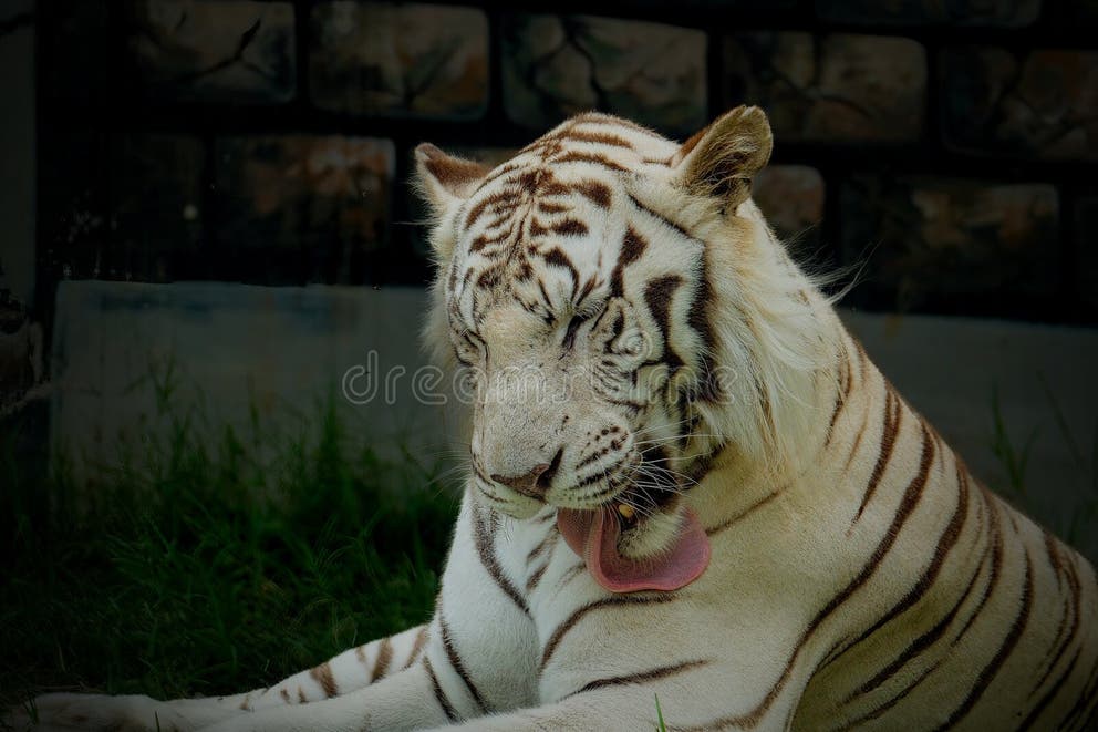 The White Tiger or Bleached Tiger is a Leucistic Pigmentation Stock ...