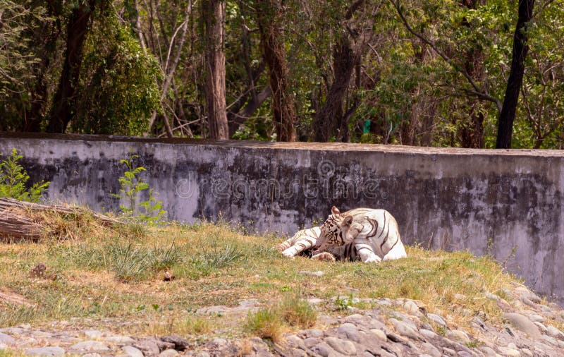 White Bengal Tiger Relaxing on a Wood Scaffold in Chatver Zoo ...