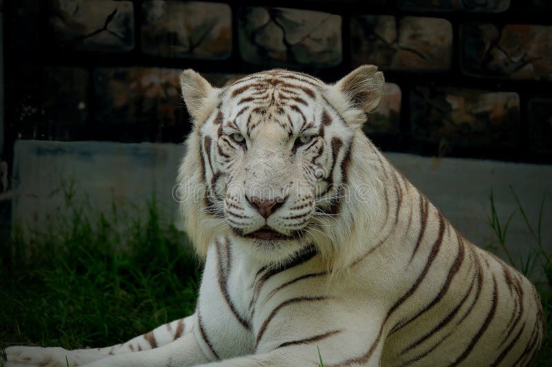 The White Tiger or Bleached Tiger is a Leucistic Pigmentation Stock ...
