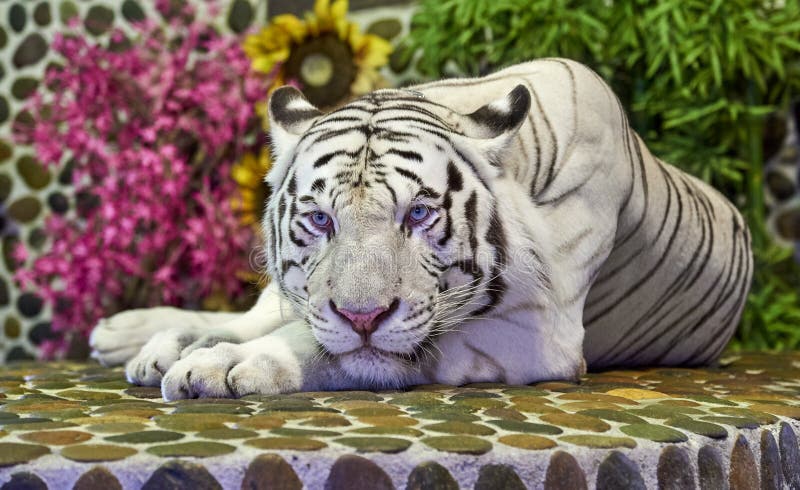 White striped tiger stock photo. Image of carnivore - 142243170