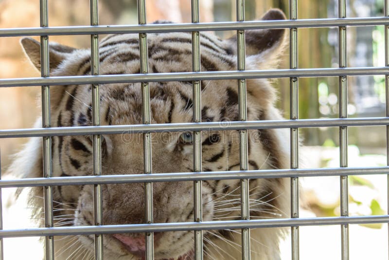 White tiger in cage stock image. Image of close, park - 40743897