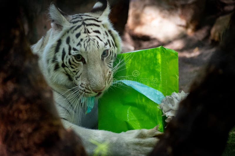 Tiger Chewing Stock Photos - Free & Royalty-Free Stock Photos from ...