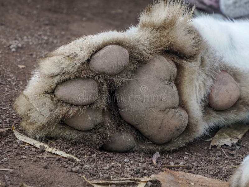 White Tiger Close Up Detail of C Stock Photo - Image of portrait, tiger ...