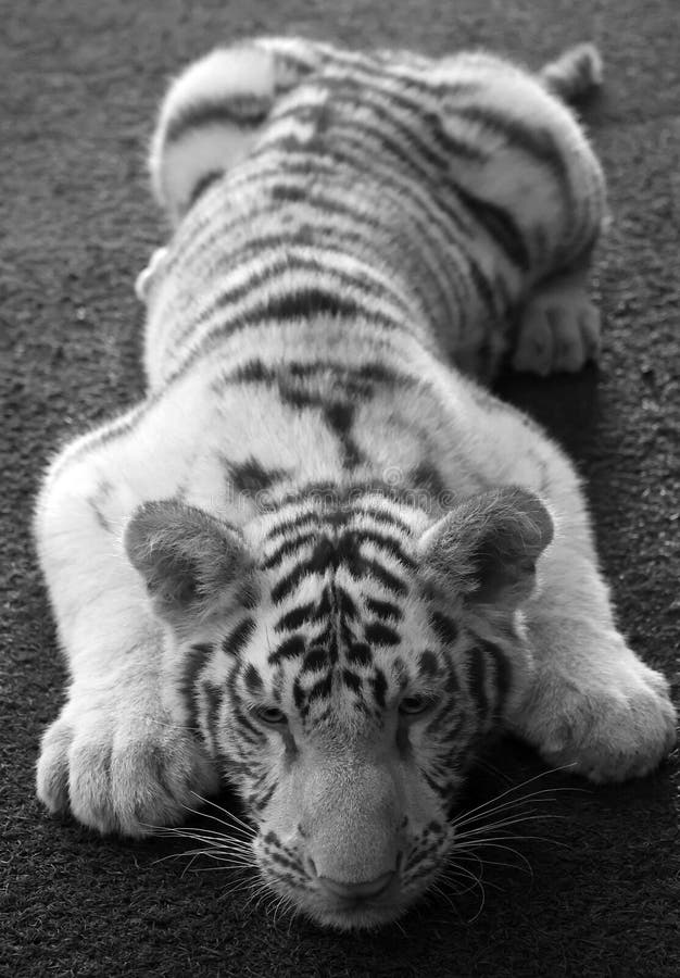 White Tiger Cub Ashy Tiger Stock Photos - Free & Royalty-Free Stock ...