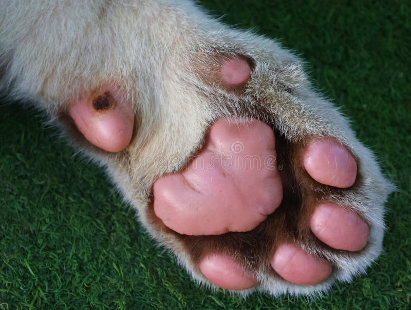 The White Tiger Cub (ashy Tiger) Paw Stock Photo - Image of sleepy ...