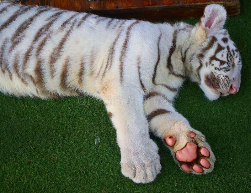 The White Tiger Cub (ashy Tiger) Stock Image - Image of sleepy, tigris ...