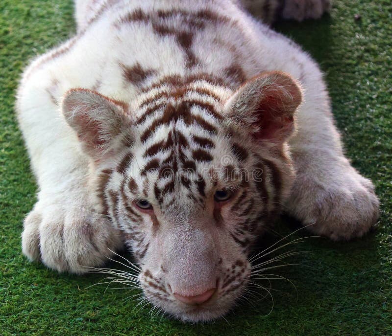 The White Tiger Cub (ashy Tiger) Stock Image - Image of wilderness ...