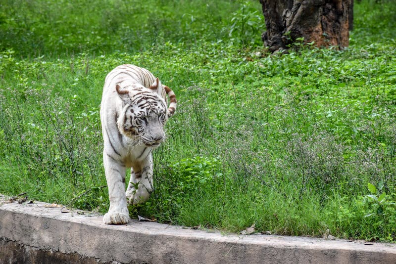 A White Tiger in Delhi Zoo in New Delhi India Stock Image - Image of ...