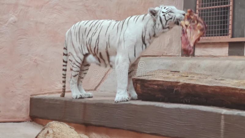 White Tiger is Eating Meat. Stock Video - Video of fierce, carnivore ...