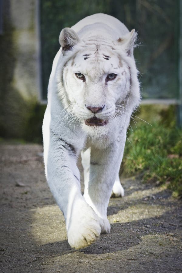 White tiger stock image. Image of symbol, stripes, chinese - 30059843
