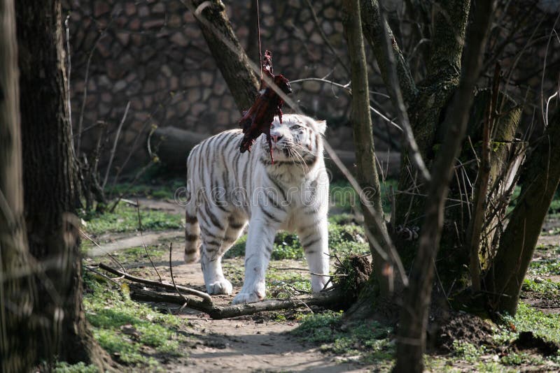 White tiger stock photo. Image of mammal, predator, family - 81339824