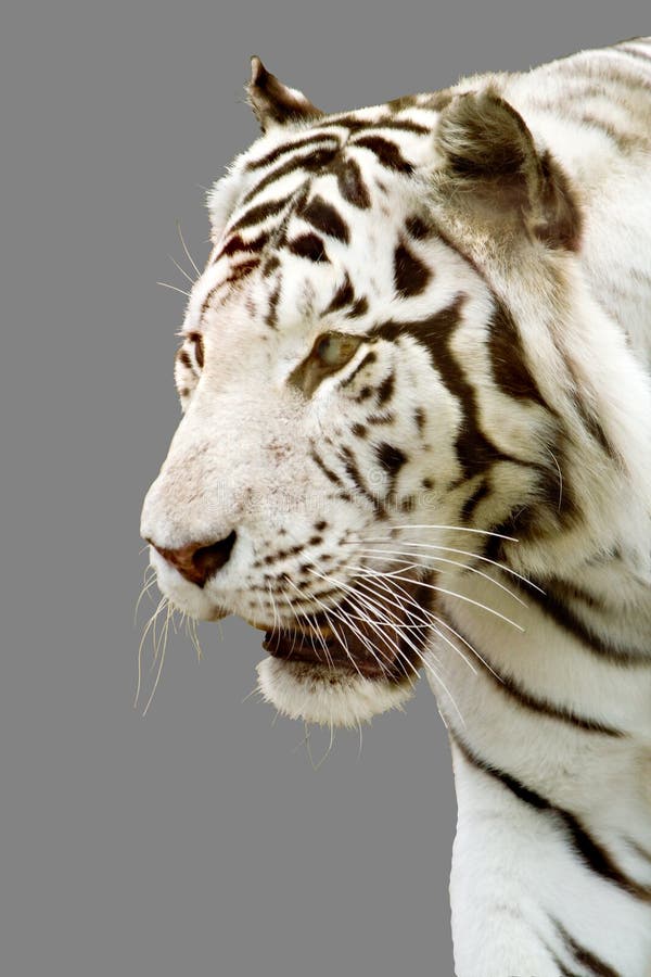 Tiger in the sky stock photo. Image of striped, cloud - 2715686